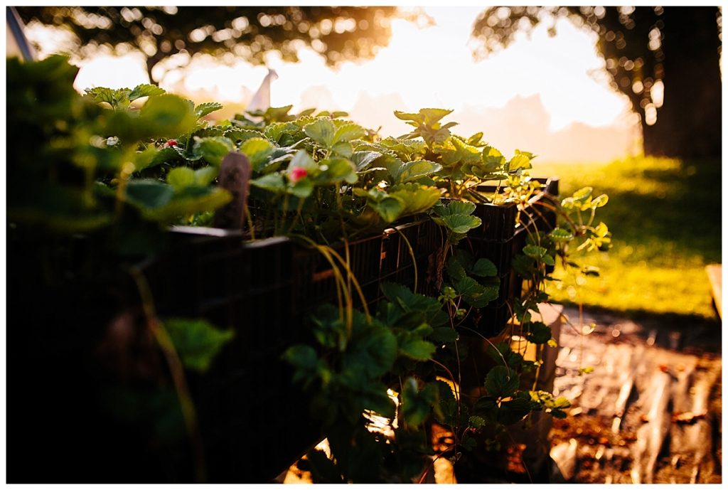 Butterbee Farm - Seana Shuchart Photography