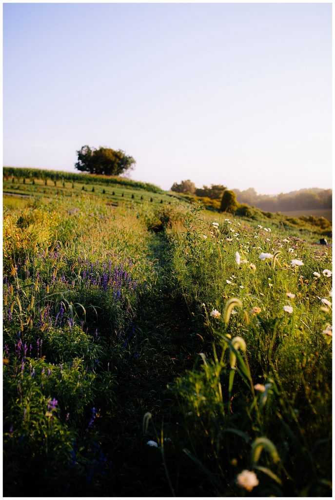 Butterbee Farm - Seana Shuchart Photography